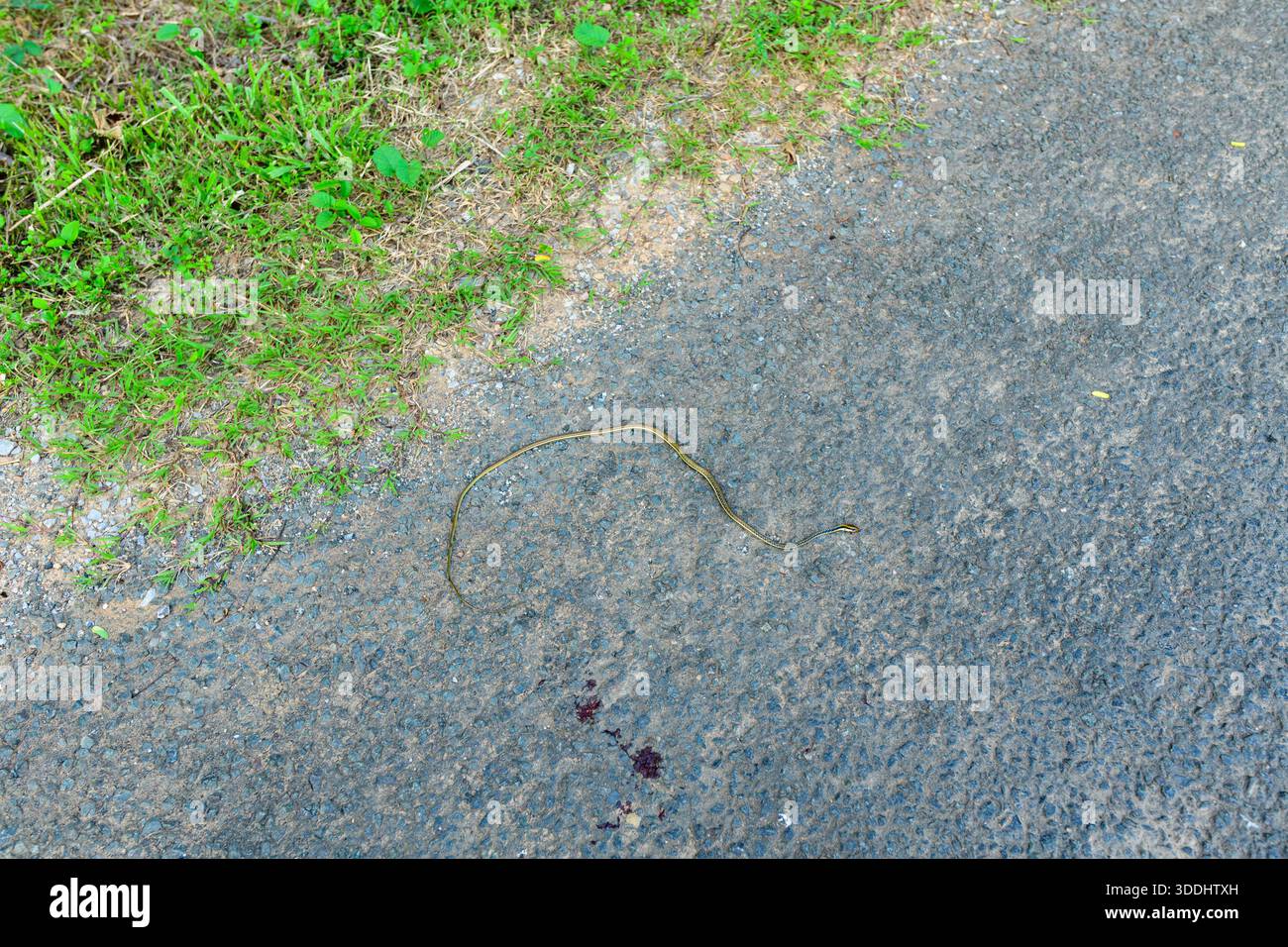Snake moves in green grass hi-res stock photography and images - Alamy