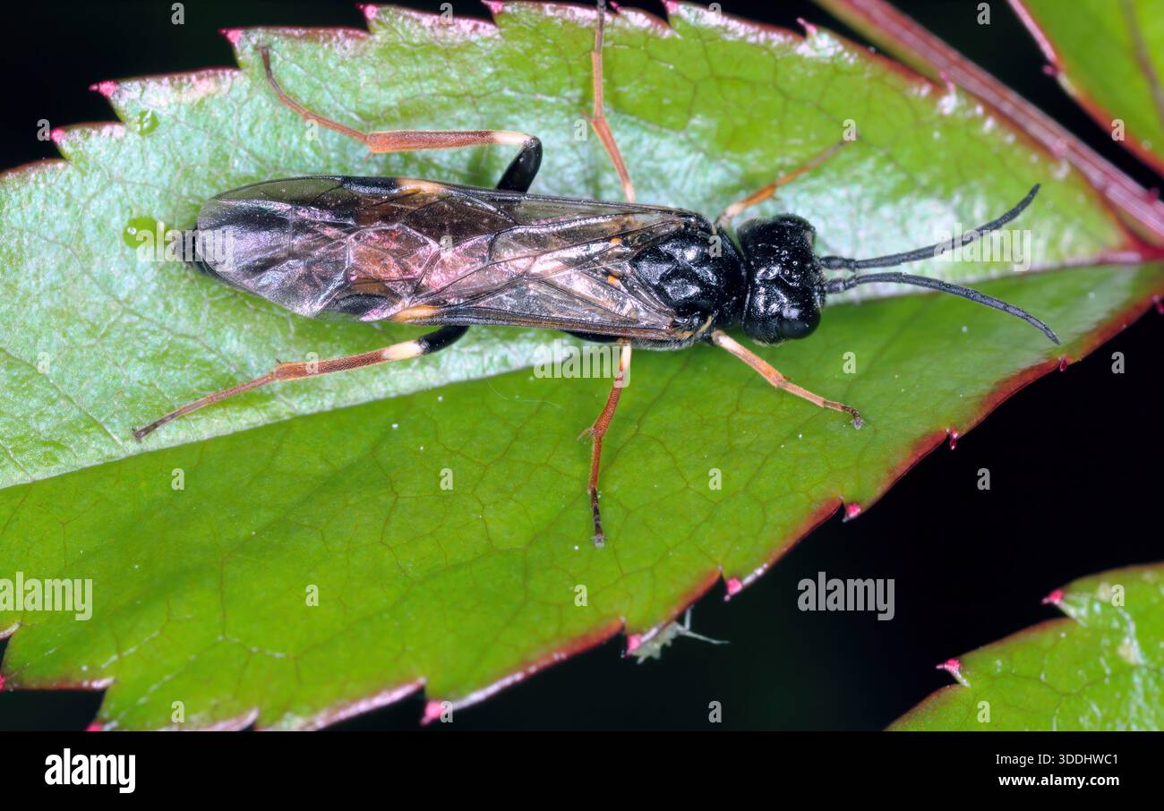 Curled rose sawfly hi-res stock photography and images - Alamy