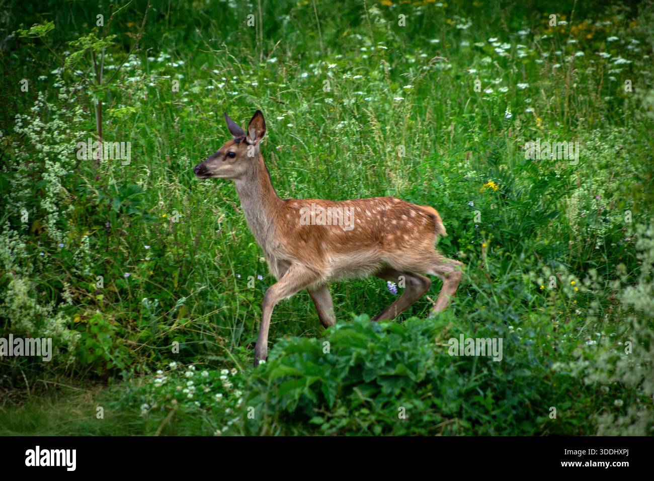 Red deer scientifically Cervus elaphus, female with cub. Cub red deer ...