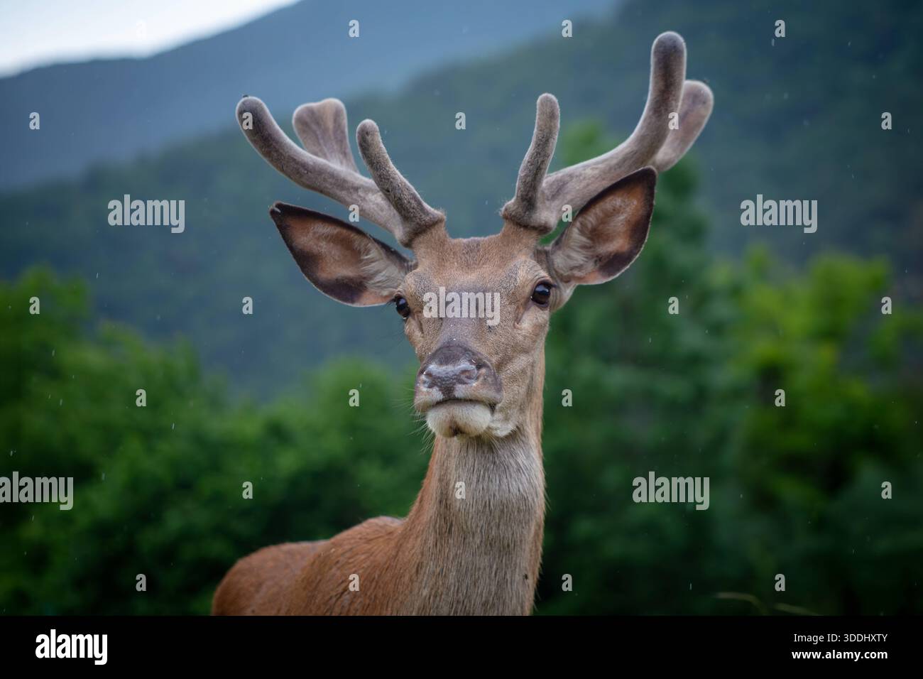 Red deer scientifically Cervus elaphus, young male. Young male red deer ...