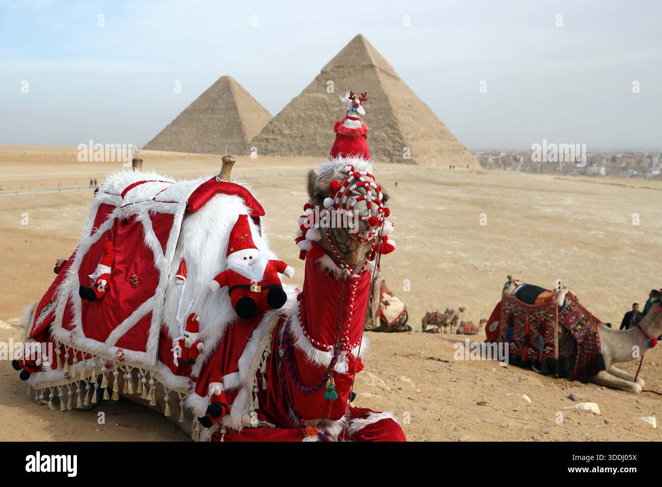 (260101) -- GIZA, Jan. 1, 2026 (Xinhua) -- A camel adorned in Santa ...