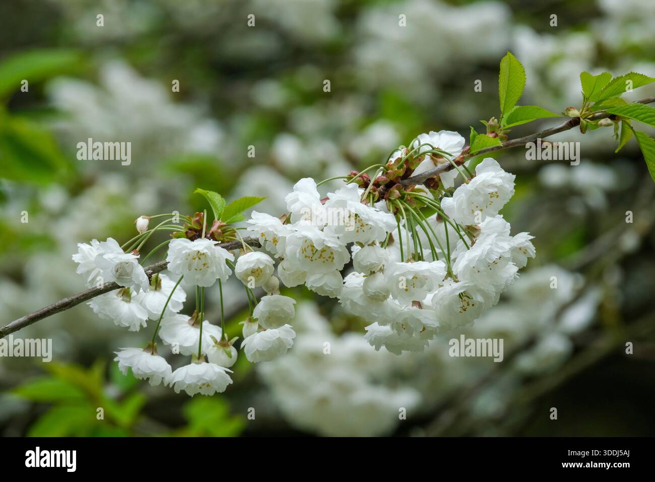 Prunus avium grandiflora hi-res stock photography and images - Alamy