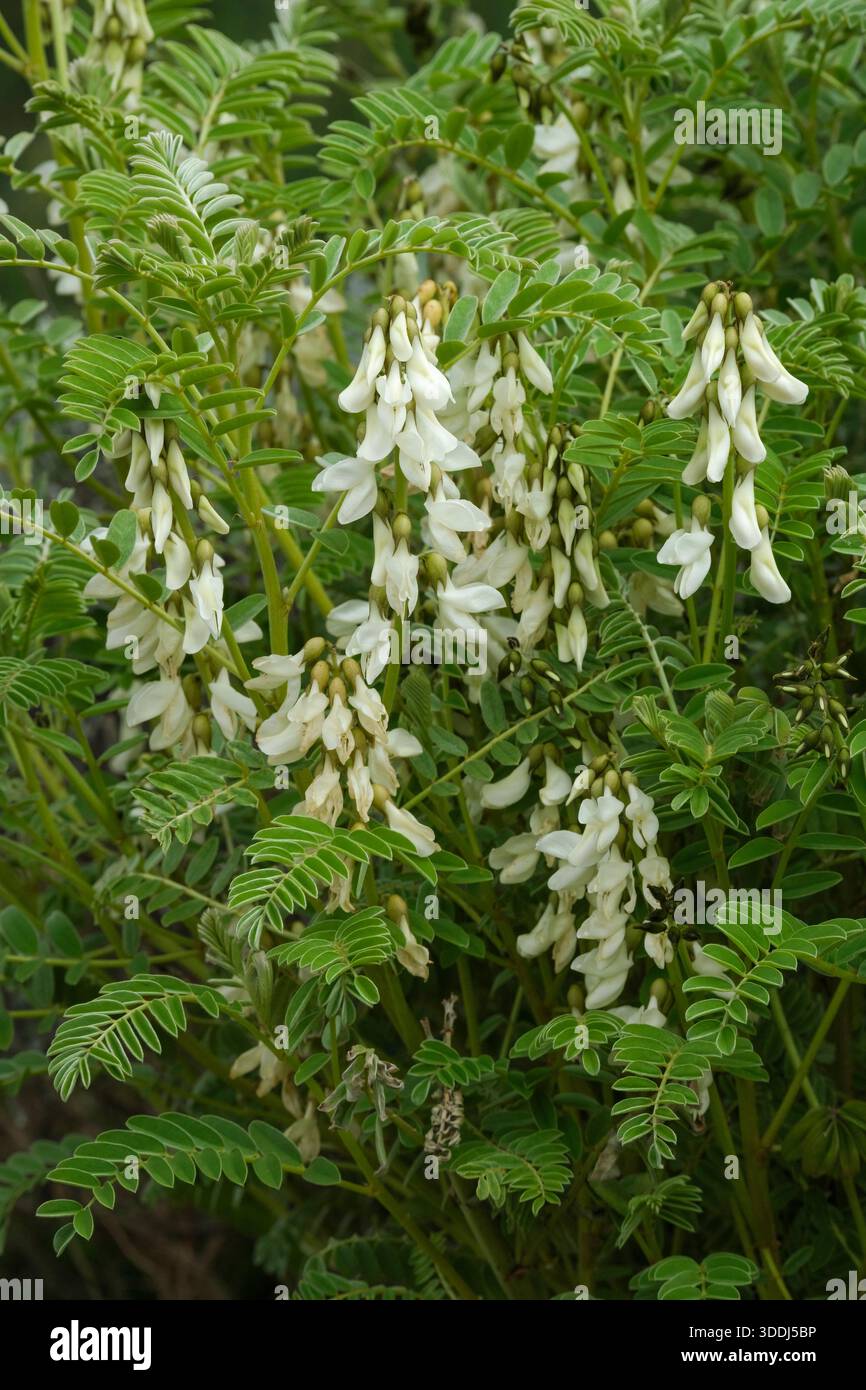 Astragalus lusitanicus orientalis hi-res stock photography and images ...