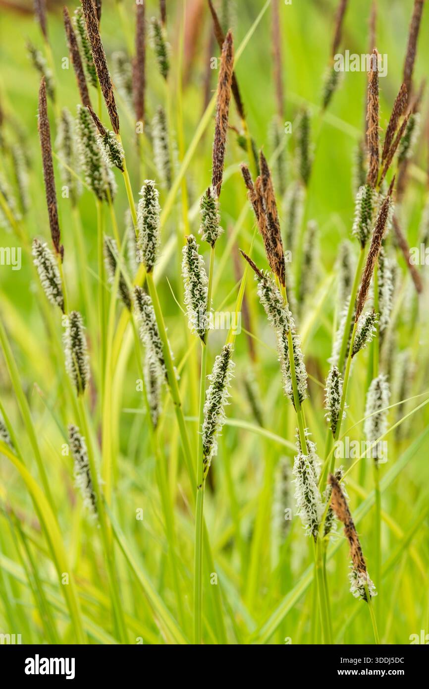 Bowless golden sedge hi-res stock photography and images - Alamy