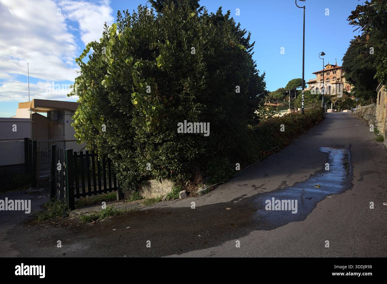Turn in a descending street with a tree in the middle of the curve and ...