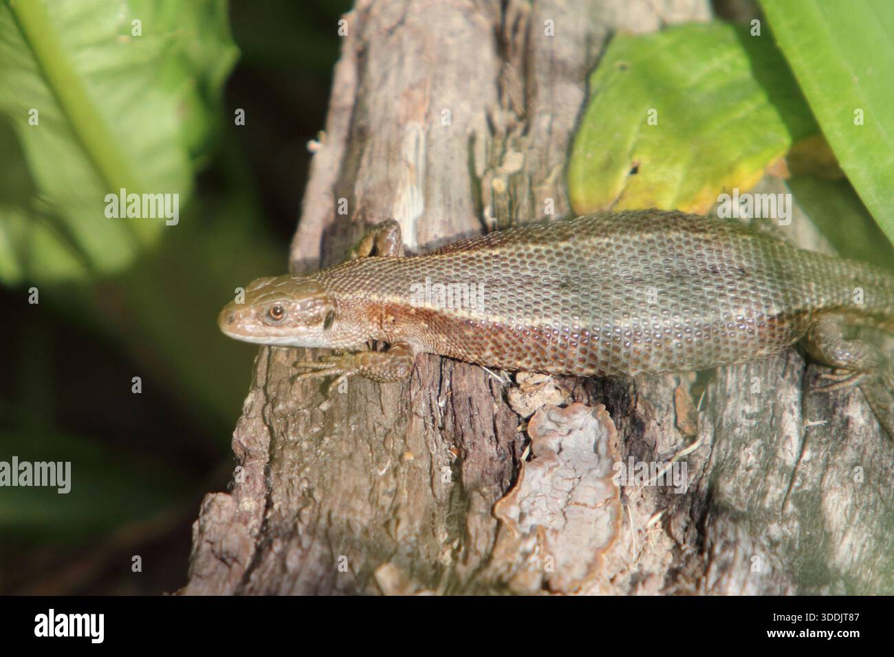 The sand lizard (Lacerta agilis) is a lacertid lizard distributed ...