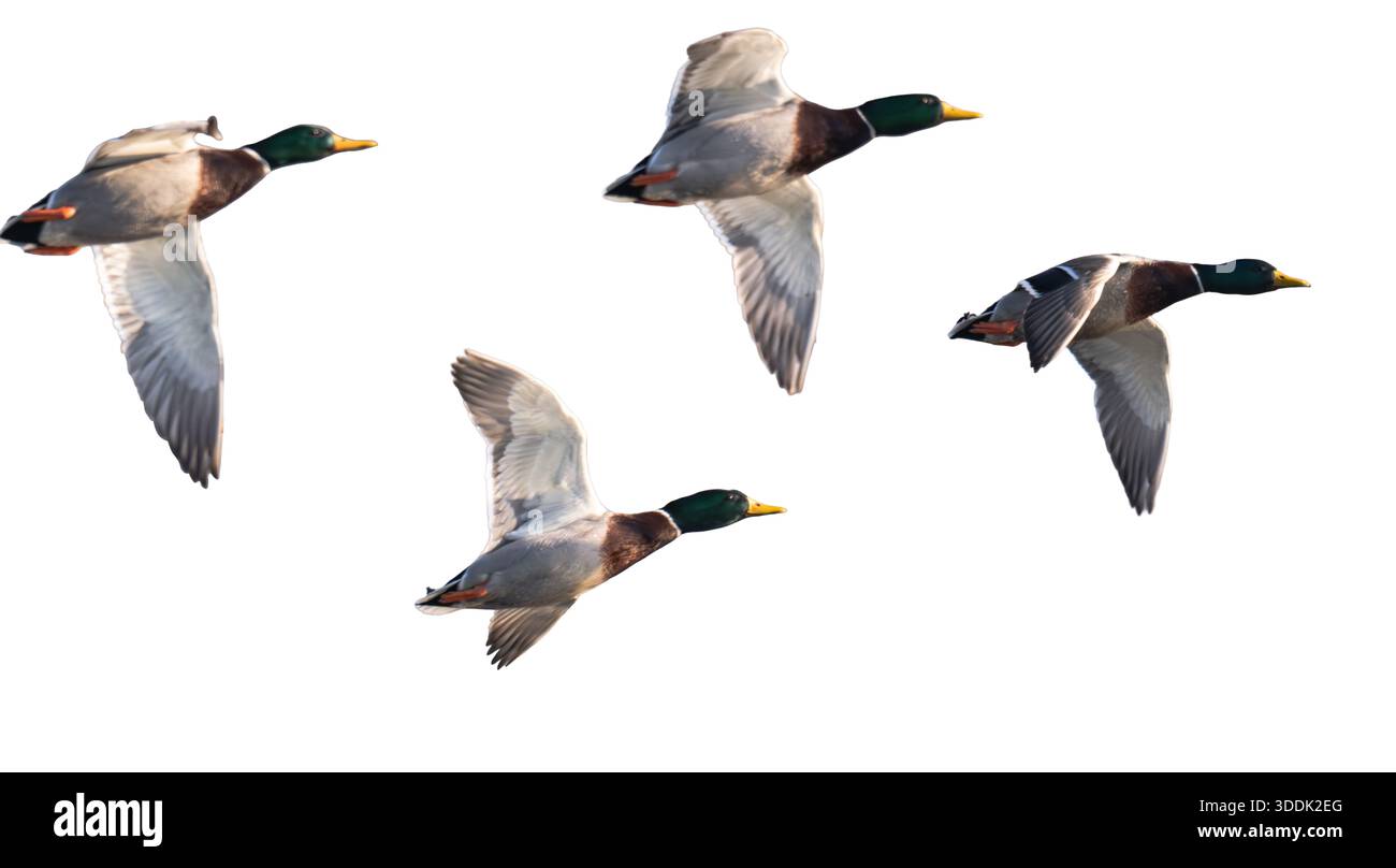 Summer sea and river Cut Out Stock Images & Pictures - Alamy