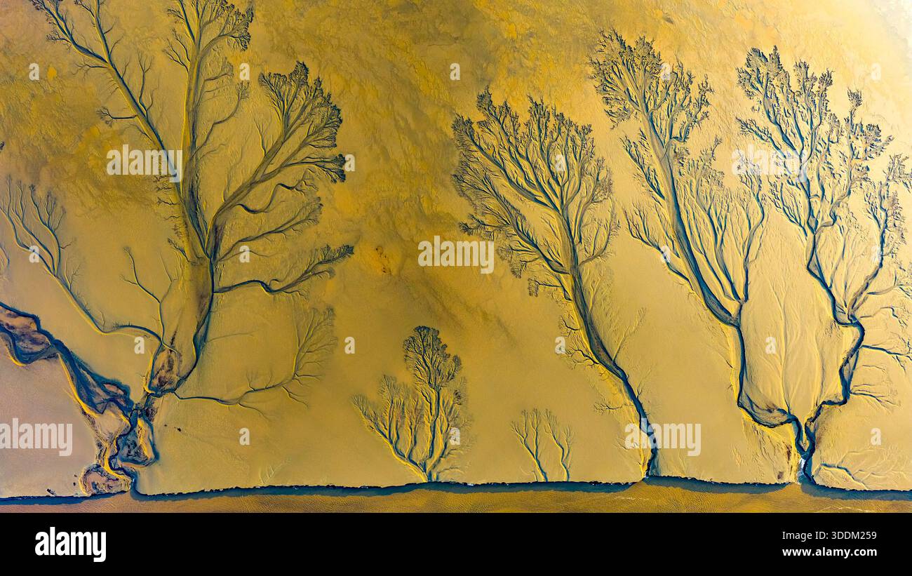 HAINING, CHINA - JANUARY 2, 2026 - The tidal tree landscape formed by ...