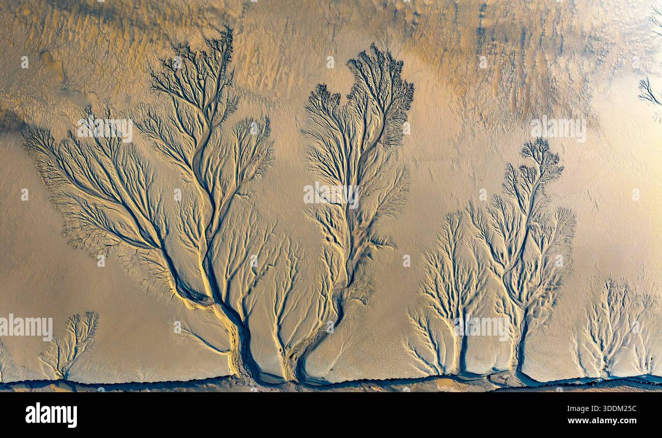 HAINING, CHINA - JANUARY 2, 2026 - The tidal tree landscape formed by ...