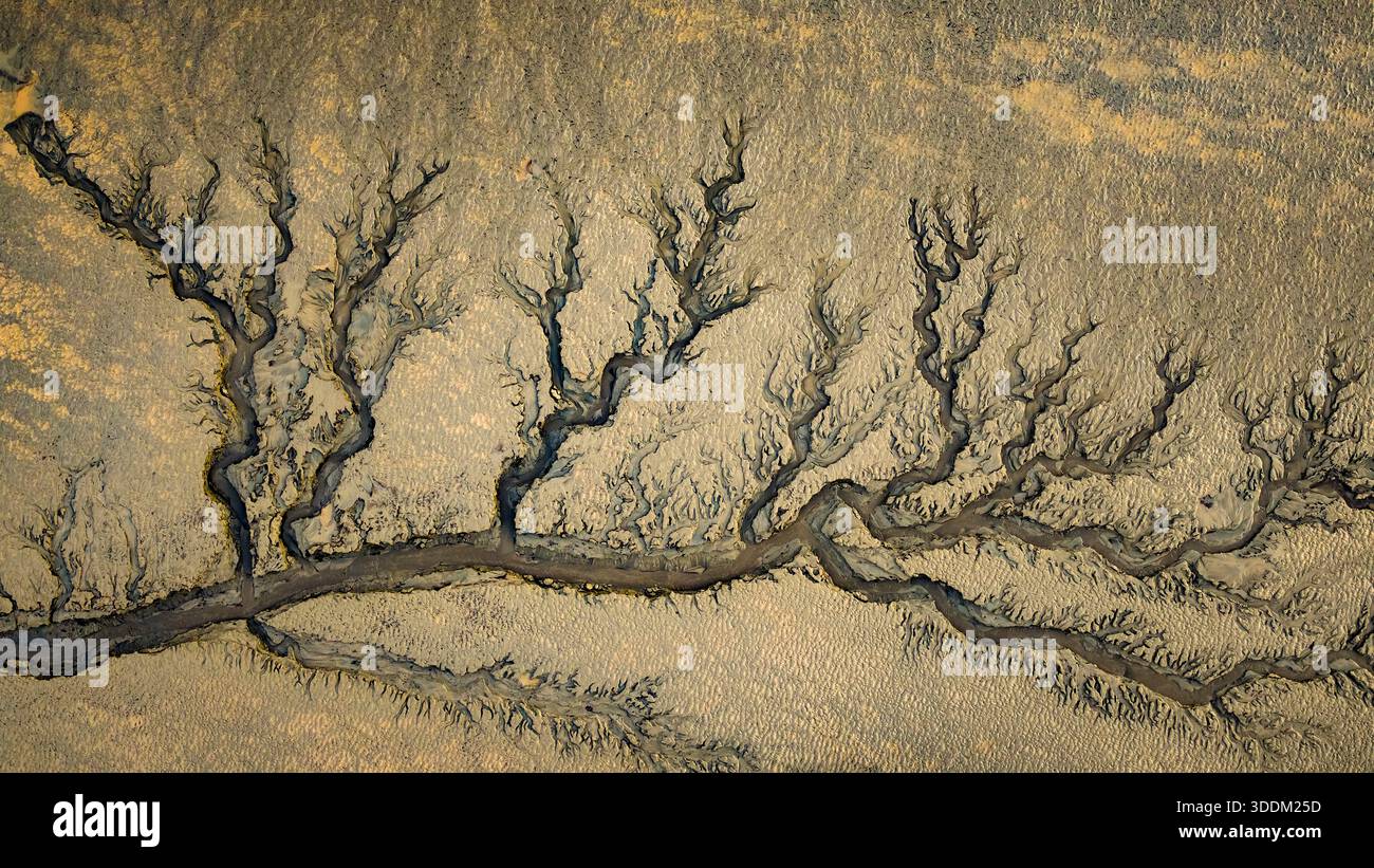 HAINING, CHINA - JANUARY 2, 2026 - The tidal tree landscape formed by ...