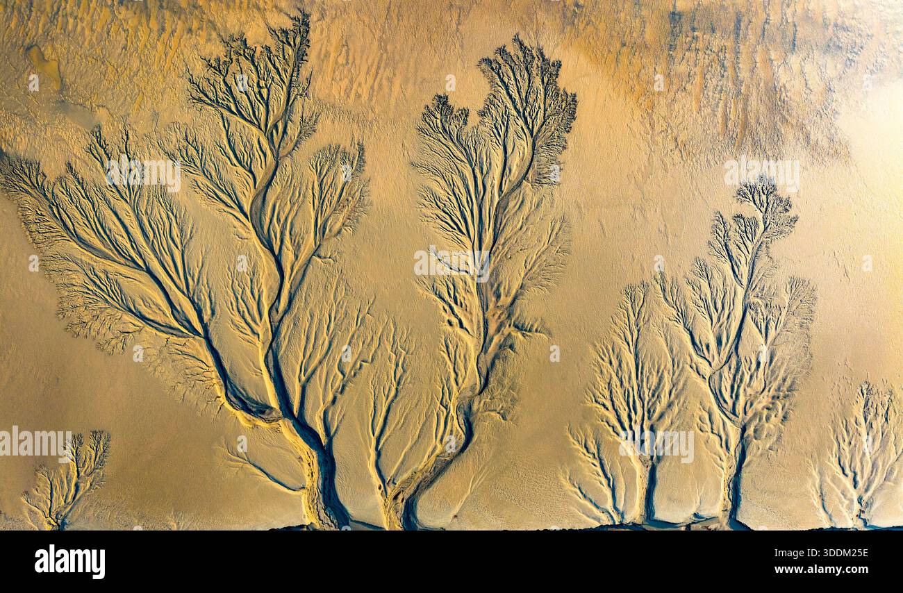 HAINING, CHINA - JANUARY 2, 2026 - The tidal tree landscape formed by ...