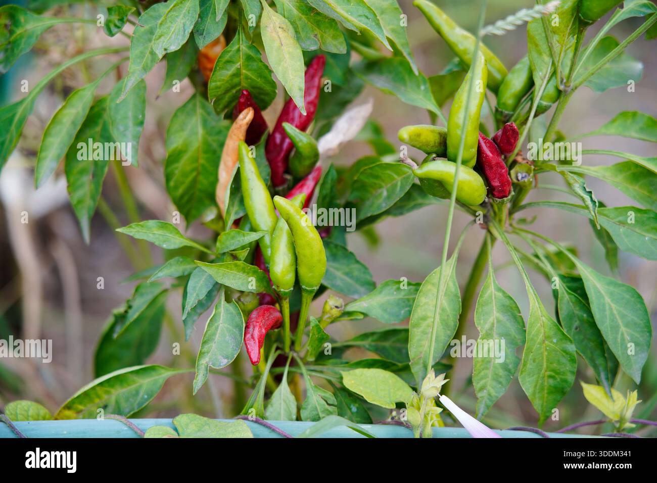 Pepper grows in the field and is very beautiful Stock Photo - Alamy
