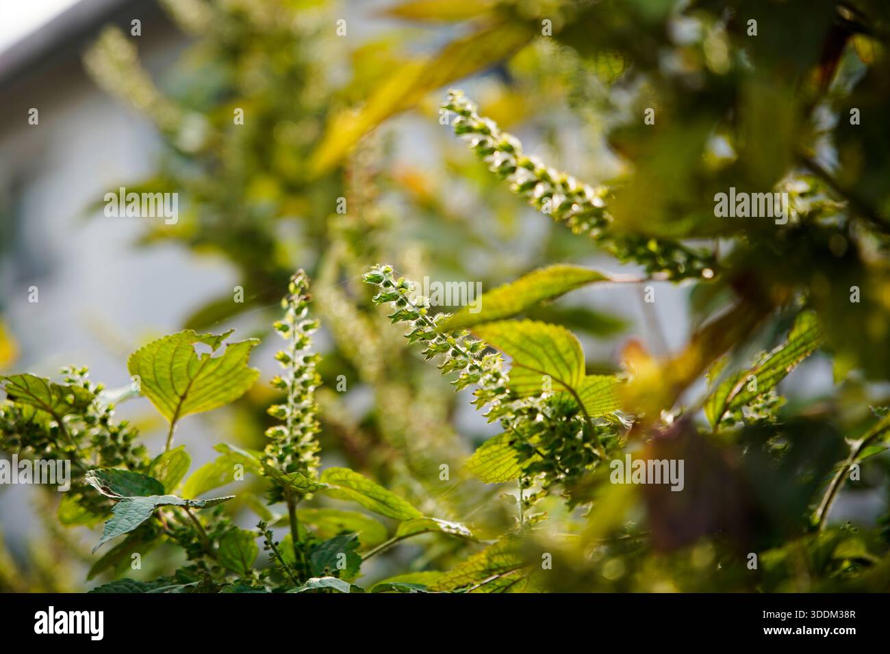 Perilla grows in the wild, and leaves are common seasoning ingredients ...