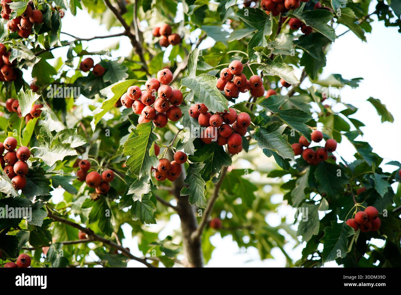 Mature hawthorn fruit hanging from branches in dense leaves. Natural ...