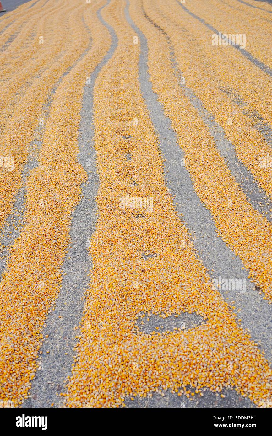 Sun-dried corn kernels, harvest scenes, rows of drying Stock Photo - Alamy