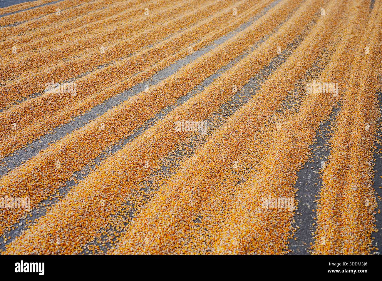 Sun-dried corn kernels, harvest scenes, rows of drying Stock Photo - Alamy