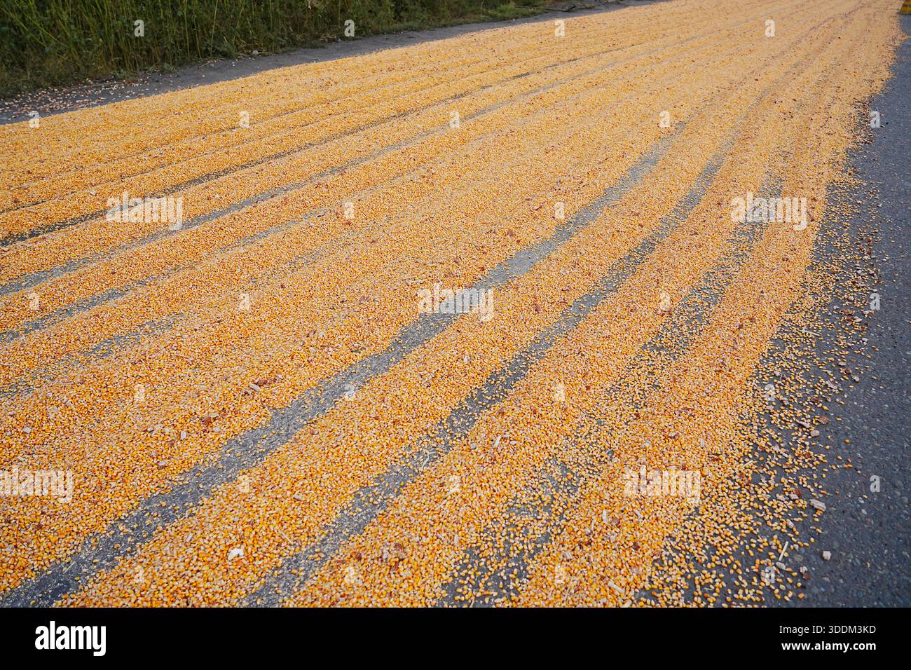 Sun-dried corn kernels, harvest scenes, rows of drying Stock Photo - Alamy