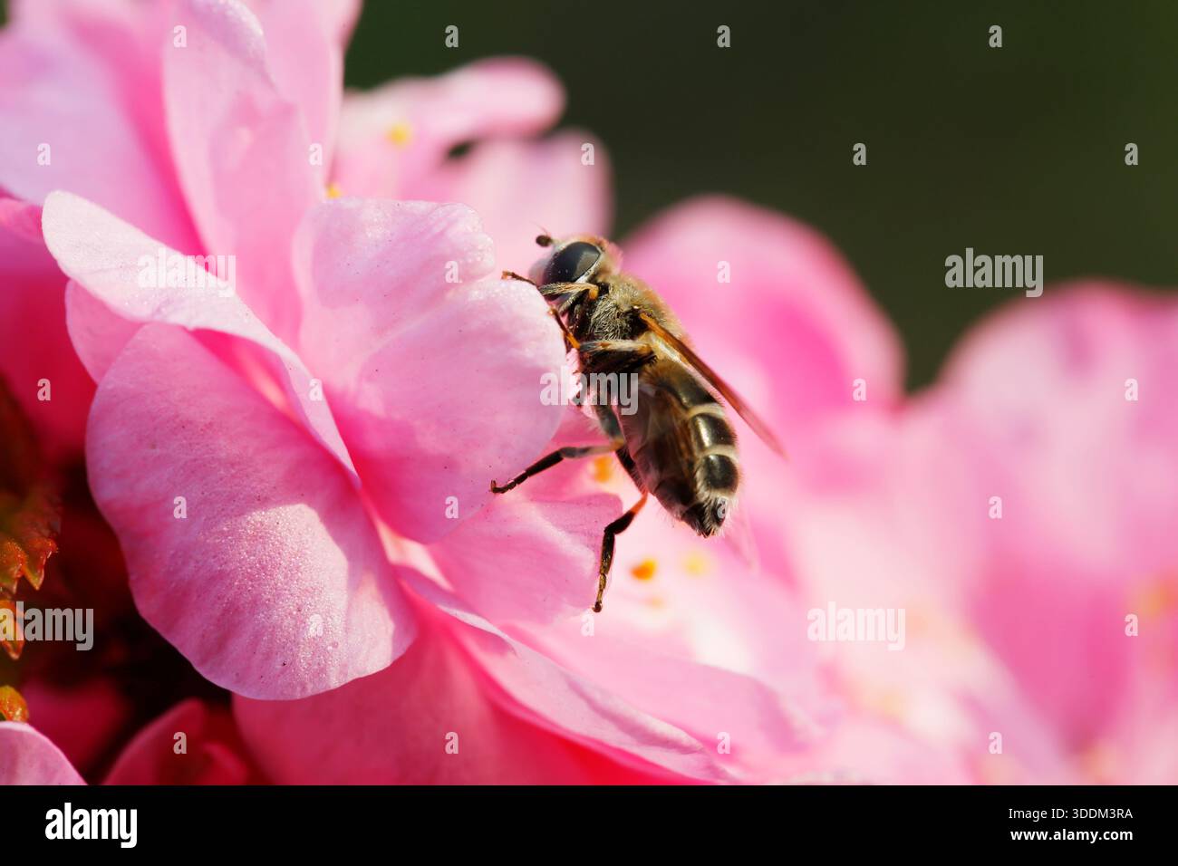 Bees, parasitic insects, outdoor photography, special parasitic ...
