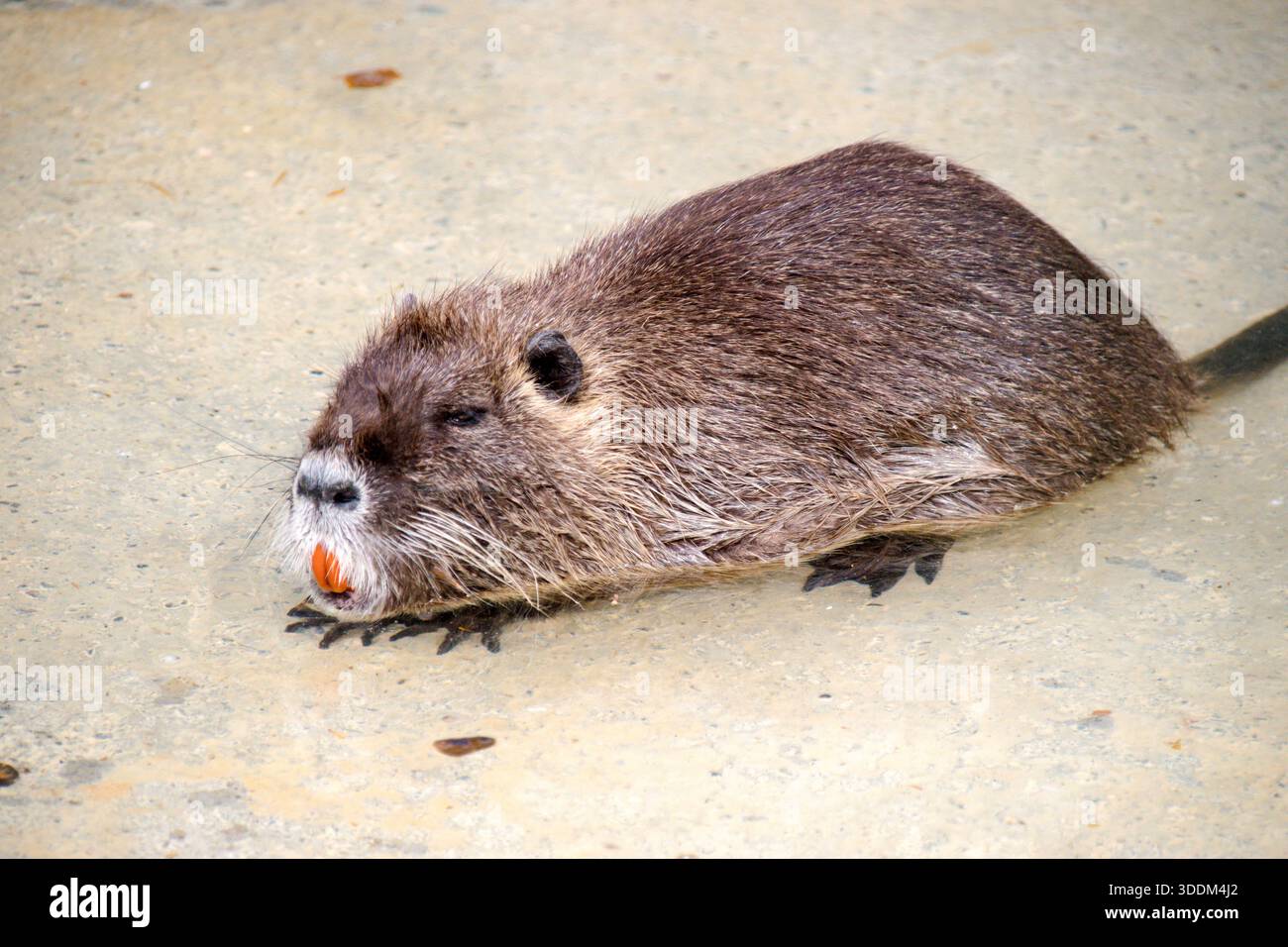 The nutria (Myocastor coypus), also known as the swamp beaver or water ...