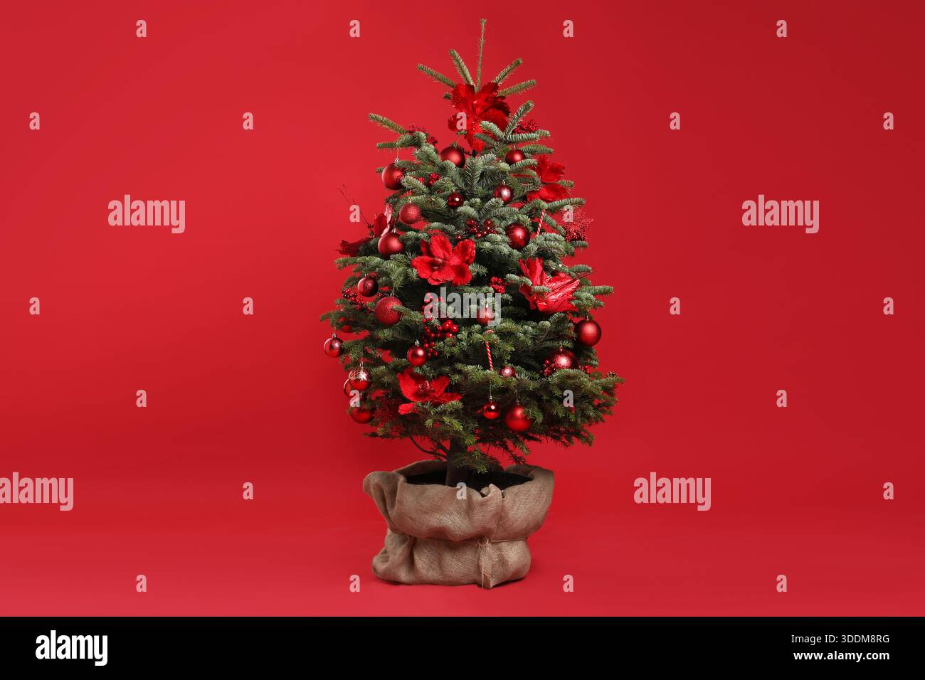 Beautiful fir tree in pot with Christmas decor on red background Stock ...