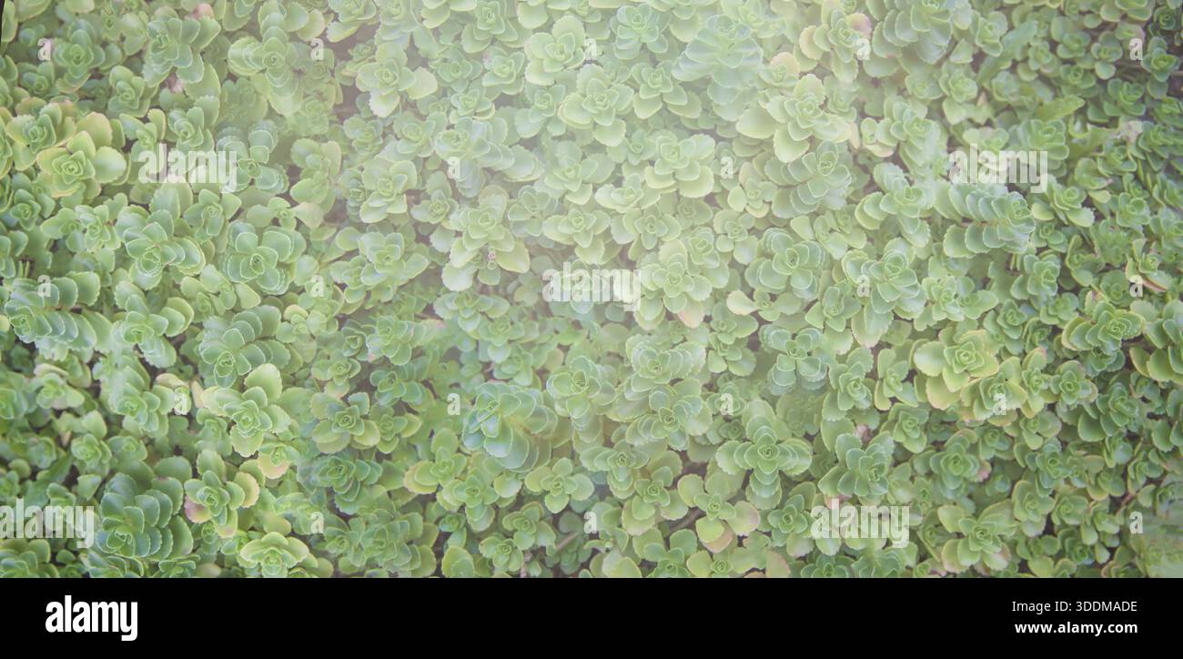 Green nettle leaves natural background texture with soft light summer ...