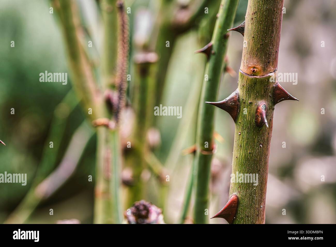 Rose stem lined with sharp thorns and vibrant green foliage, close-up ...