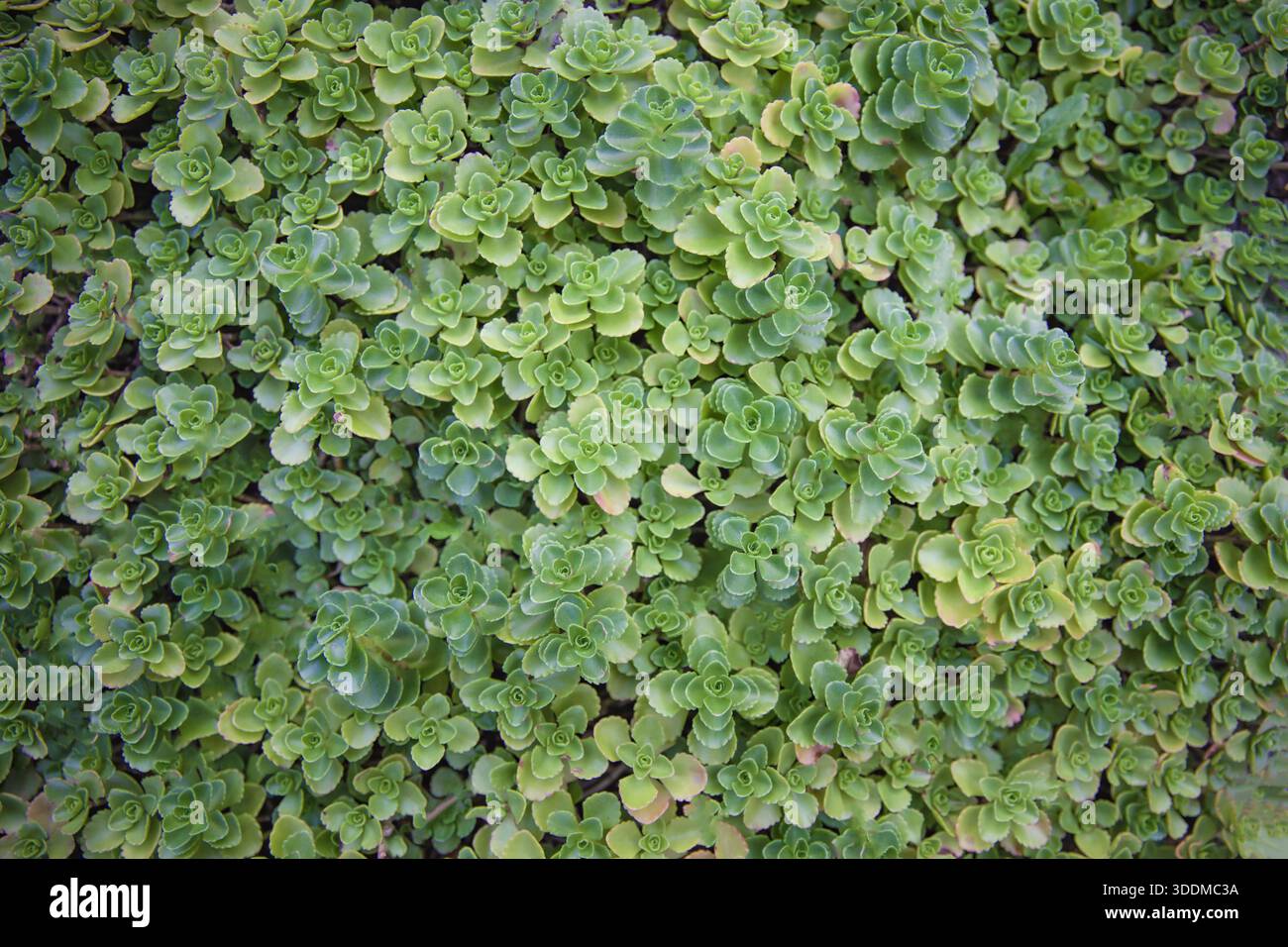 Green succulent plants texture forming natural botanical background ...