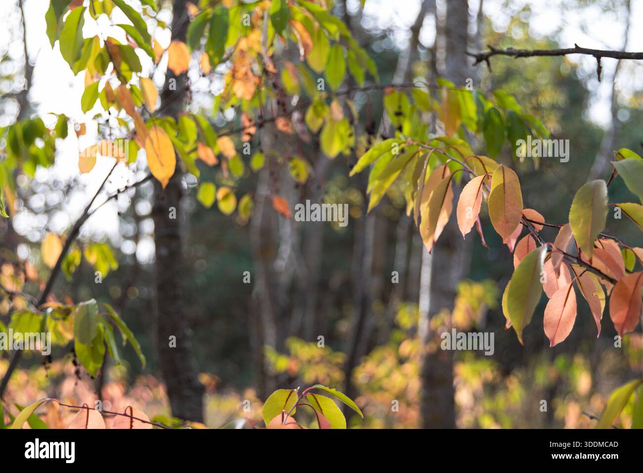 Autumn tree branch with colorful leaves against soft blurred natural ...