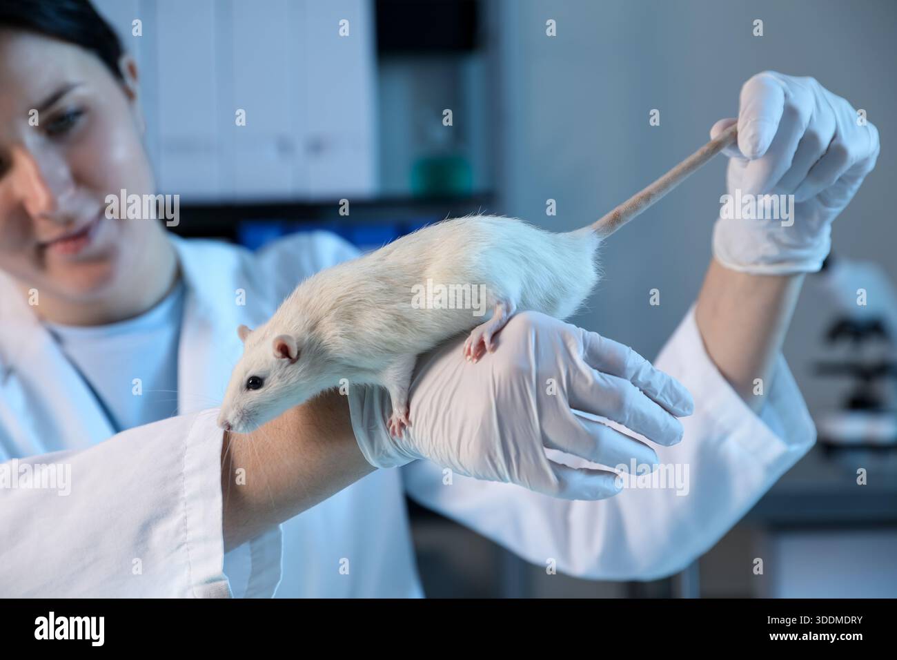 Scientist working with rat in laboratory, selective focus Stock Photo ...