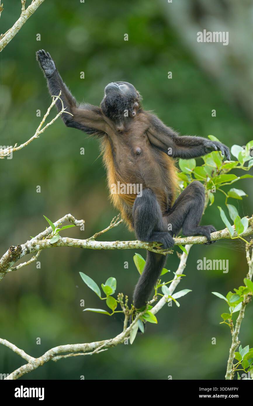 Panama mantled howler monkey hi-res stock photography and images - Alamy