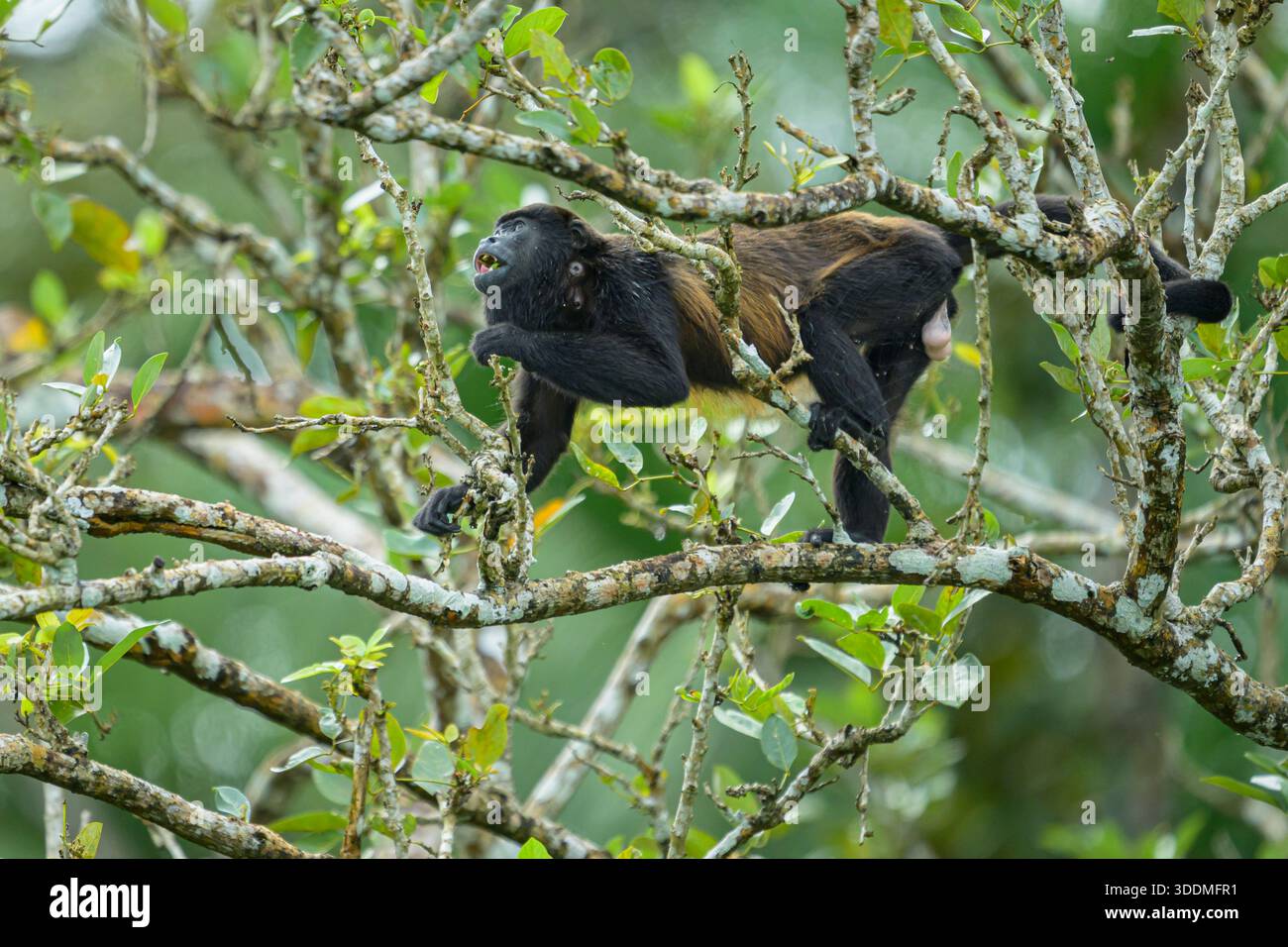 Botfly warbles hi-res stock photography and images - Alamy