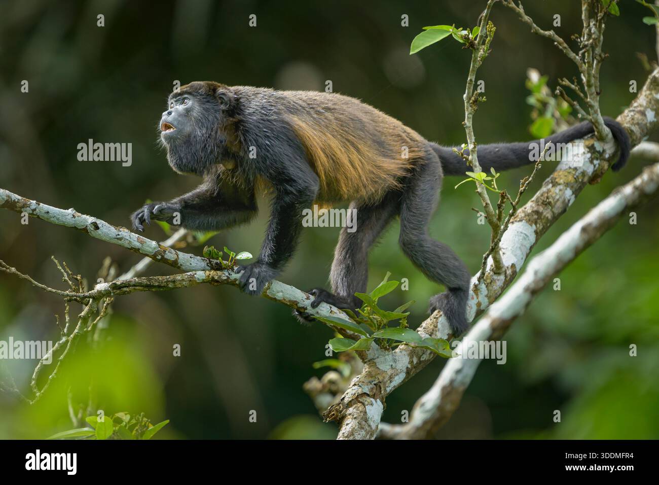 An adult male mantled howler monkey (Alouatta palliata) walks across ...