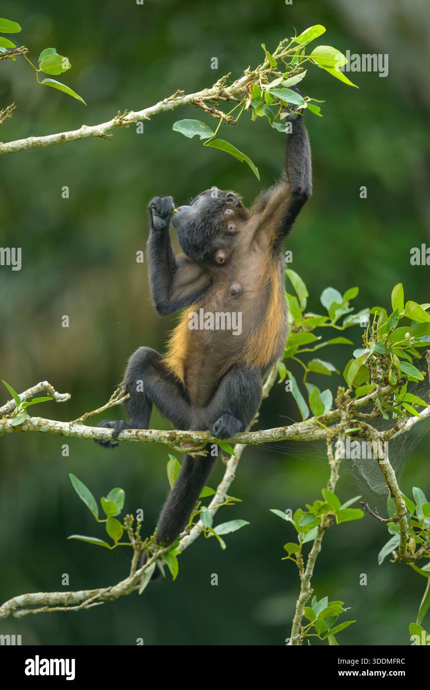 Botfly warbles hi-res stock photography and images - Alamy