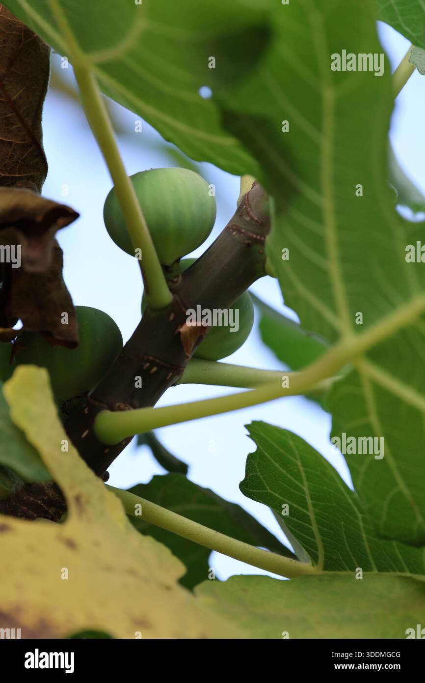 Fresh fig fruit foliage hi-res stock photography and images - Alamy