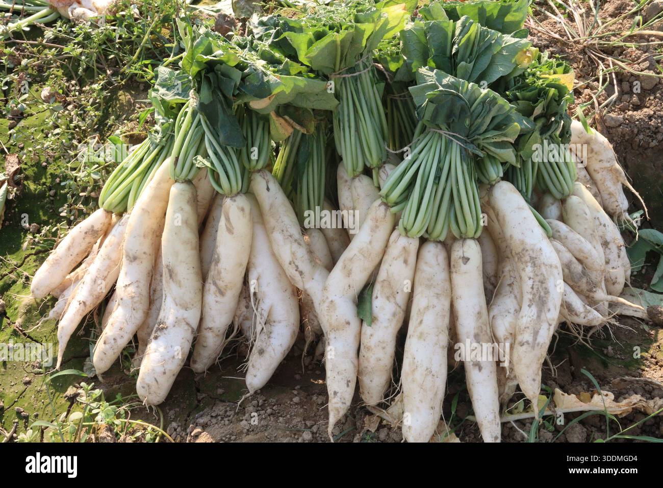 Radish stock on farm hi-res stock photography and images - Alamy