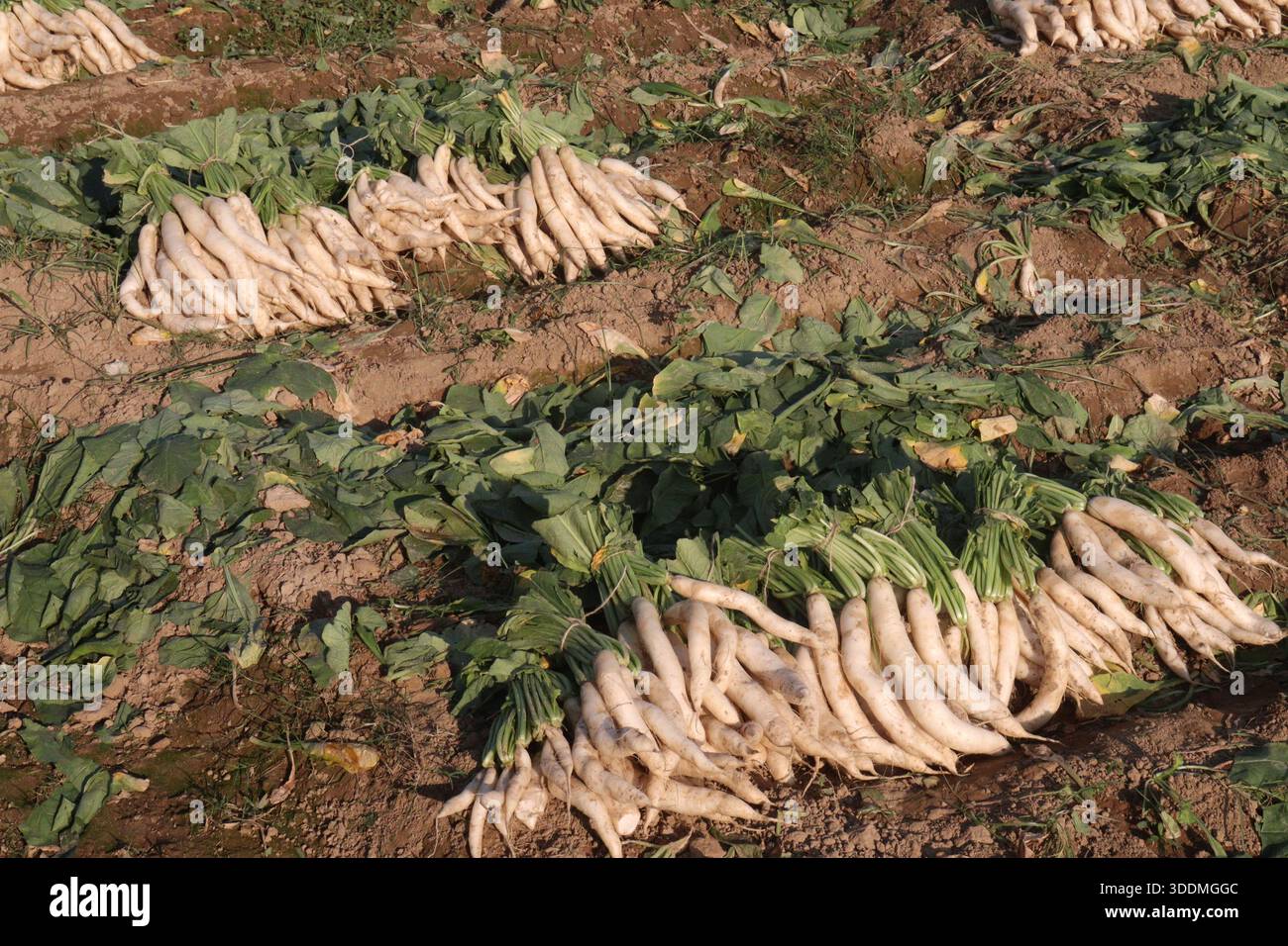 Radish stock on farm hi-res stock photography and images - Alamy
