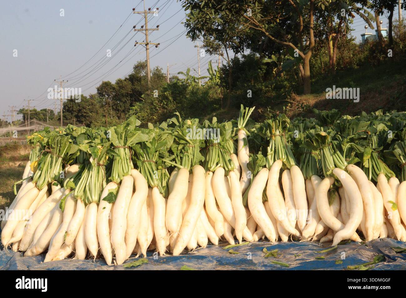 Radish stock on farm hi-res stock photography and images - Alamy