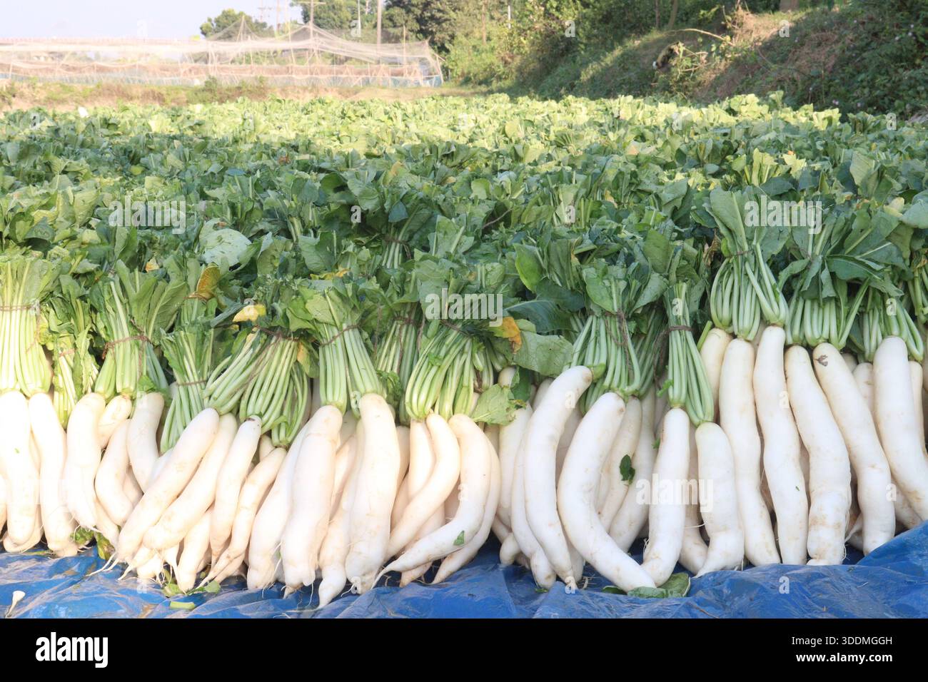 Radish stock on farm hi-res stock photography and images - Alamy
