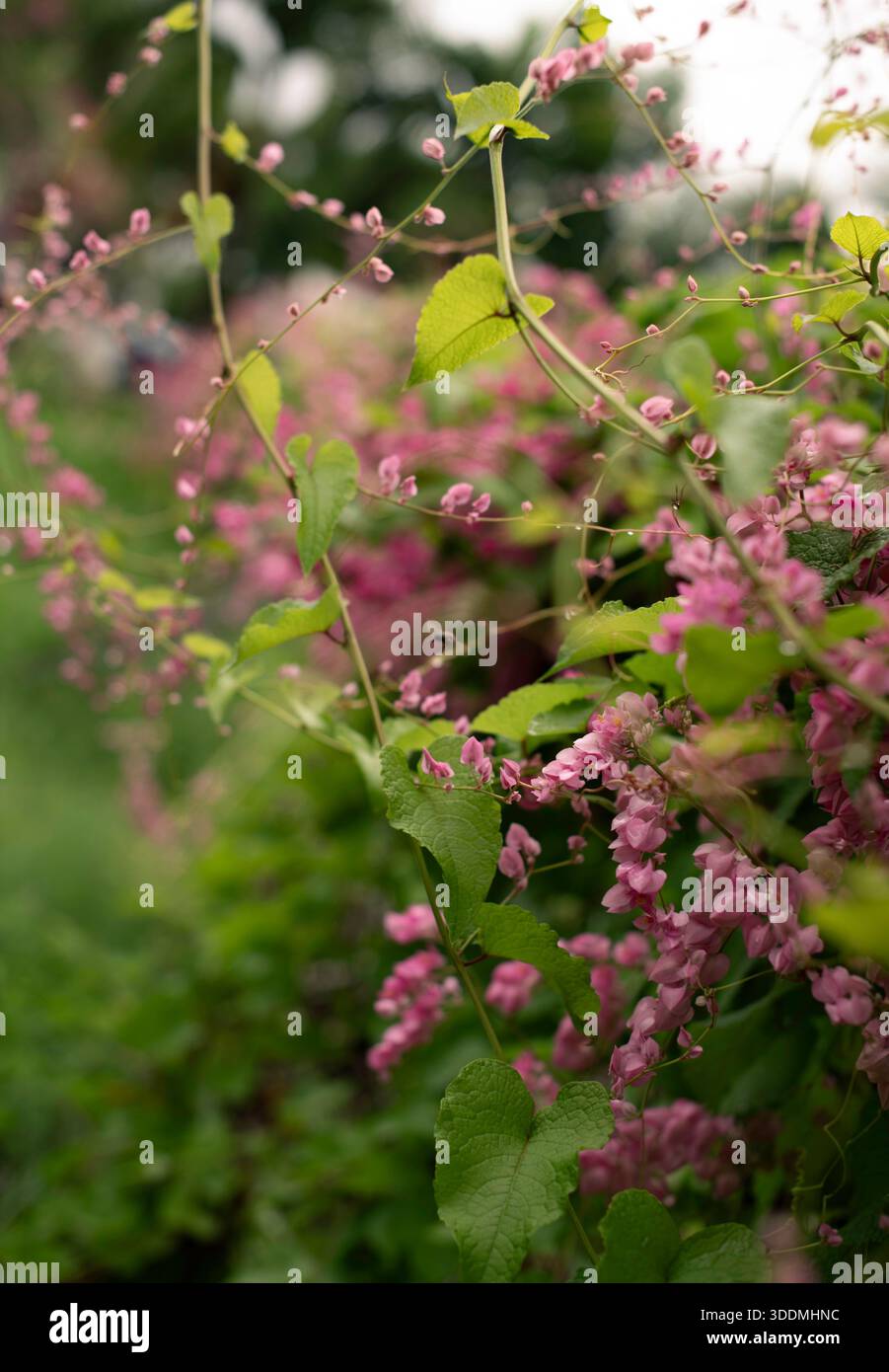 Dripping green green vine vine plants hi-res stock photography and ...
