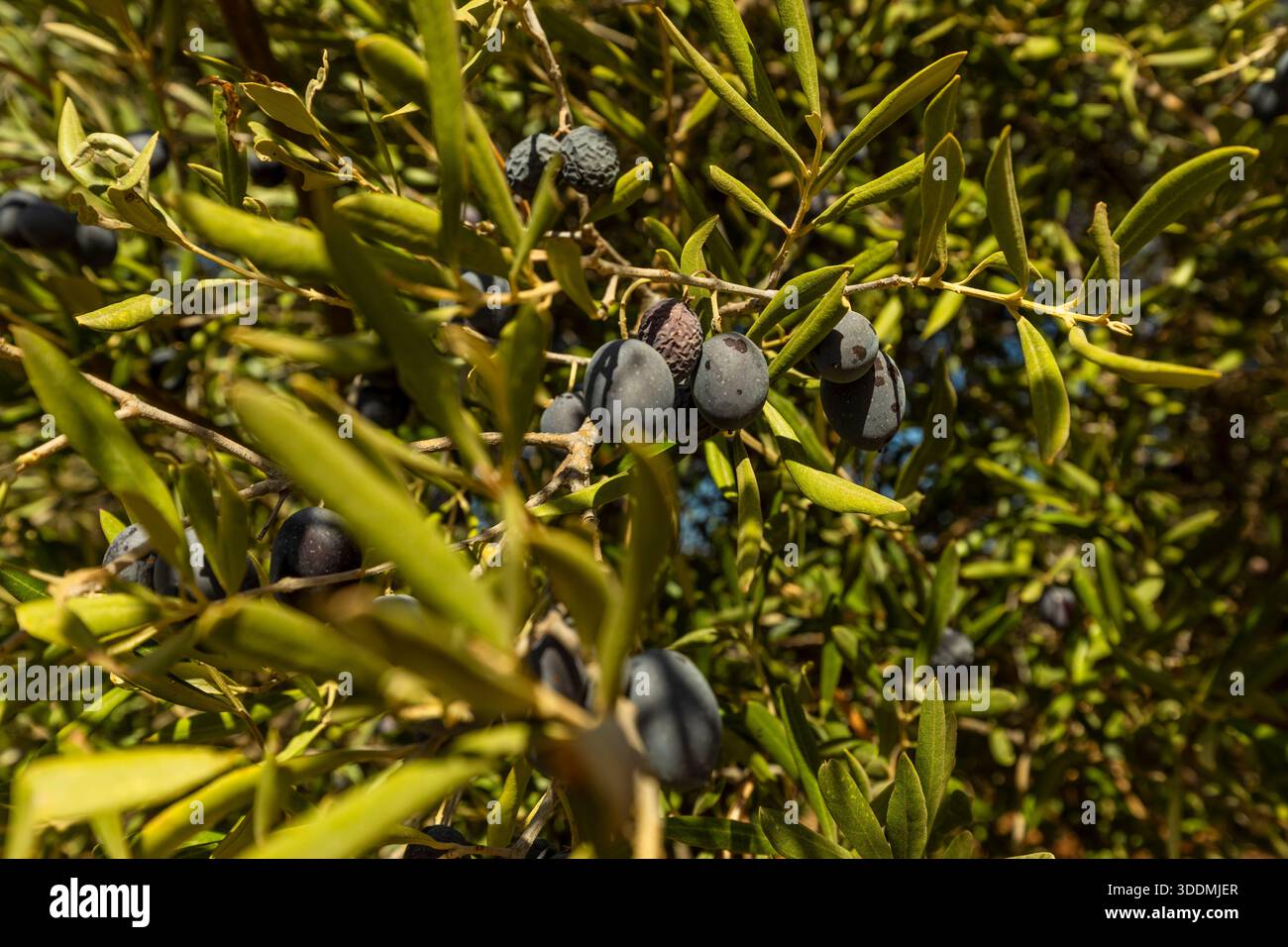 Ancient olive tree along the Vale Judeu Circular Trail near Loulé ...