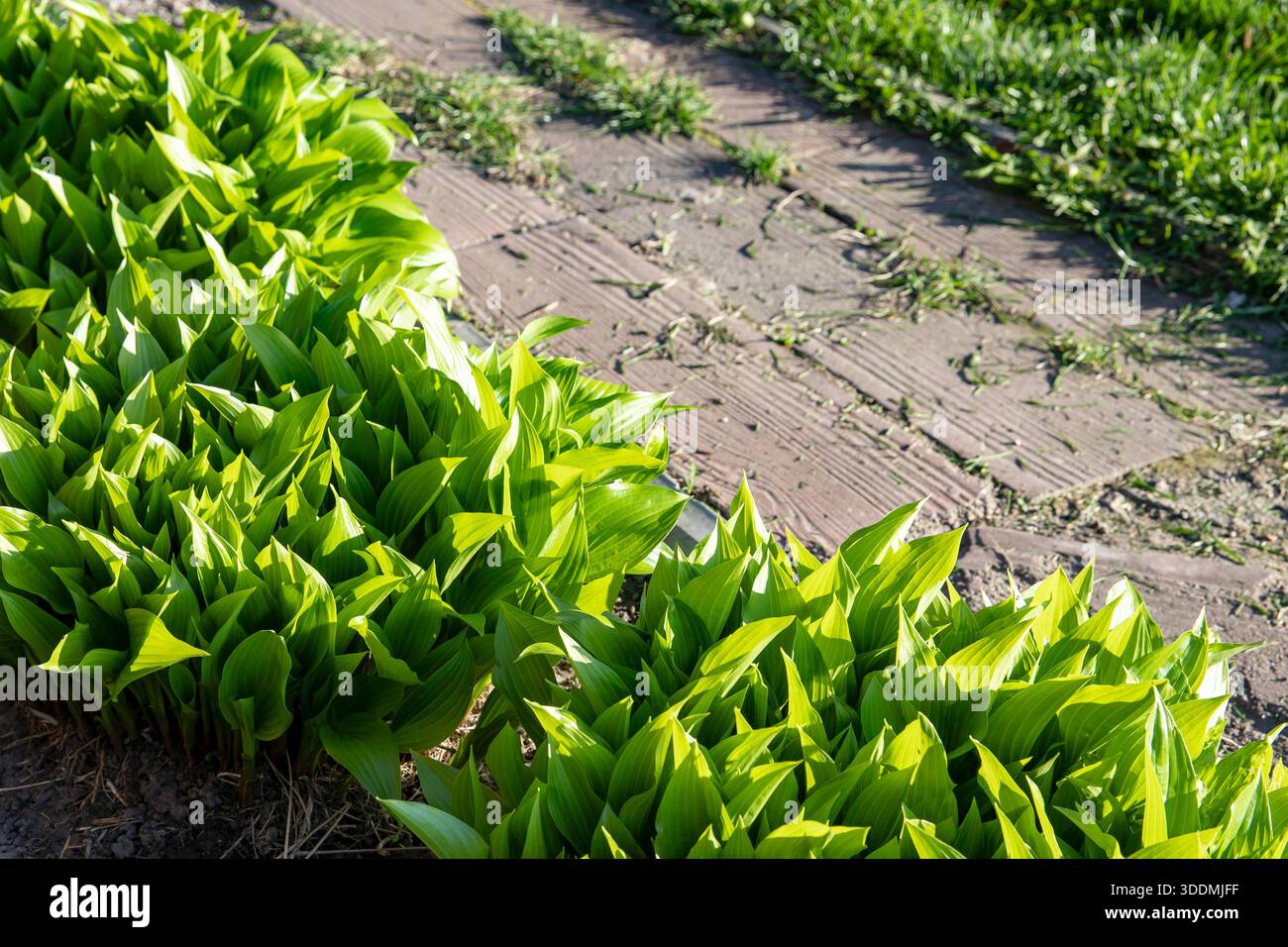 Hosta plants forming decorative border along garden pathway in spring ...