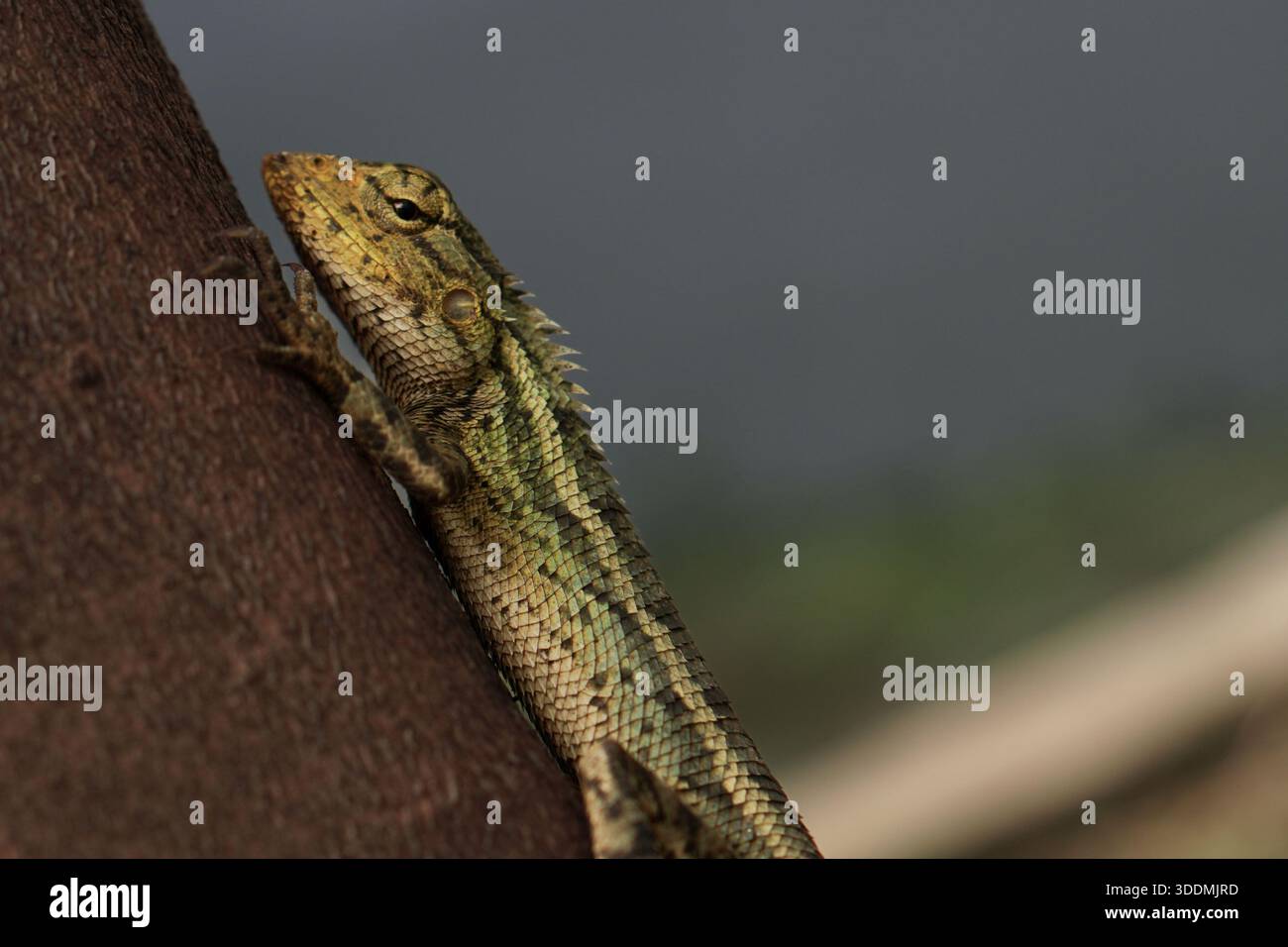 Side view of a wild Calotes versicolor or Garden Lizard gripping bark ...