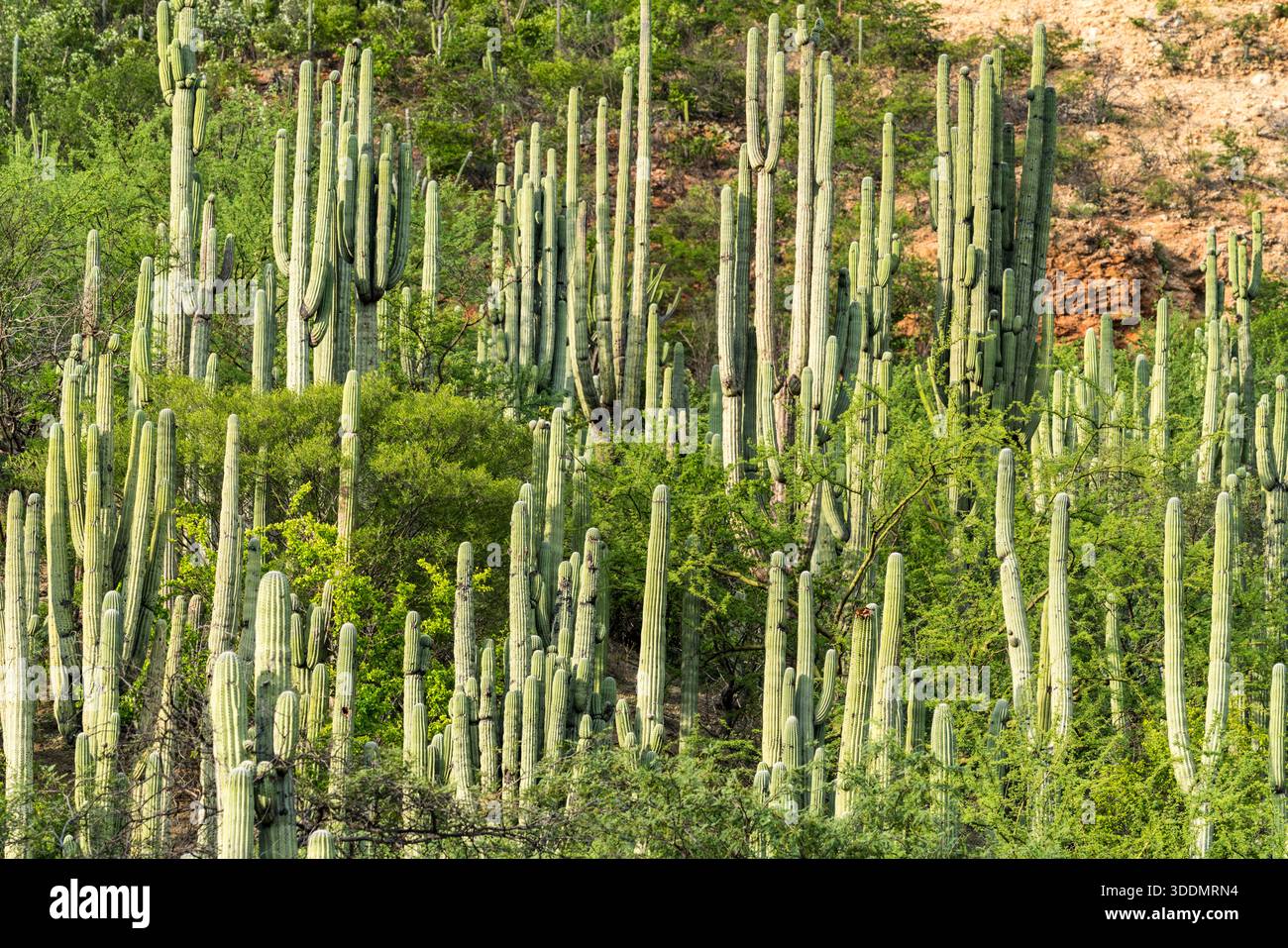 Cephalocereus tetetzo hi-res stock photography and images - Alamy