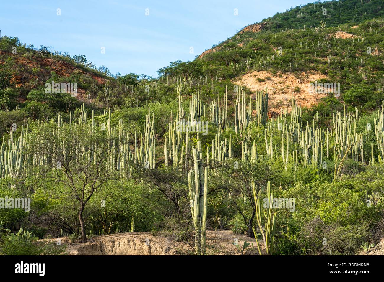 Cephalocereus tetetzo hi-res stock photography and images - Alamy
