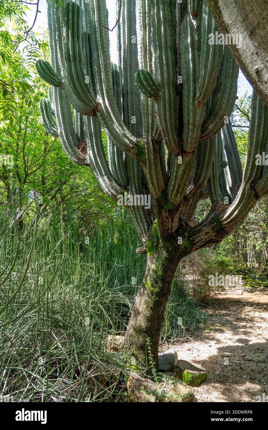 Candelabro cactus hi-res stock photography and images - Alamy