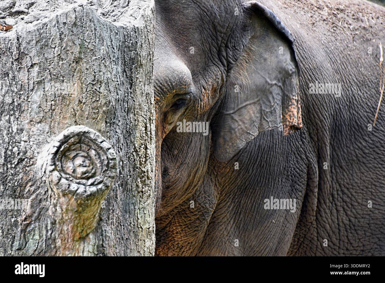 Asian elephant playfully hiding at the Singapore zoo Stock Photo - Alamy
