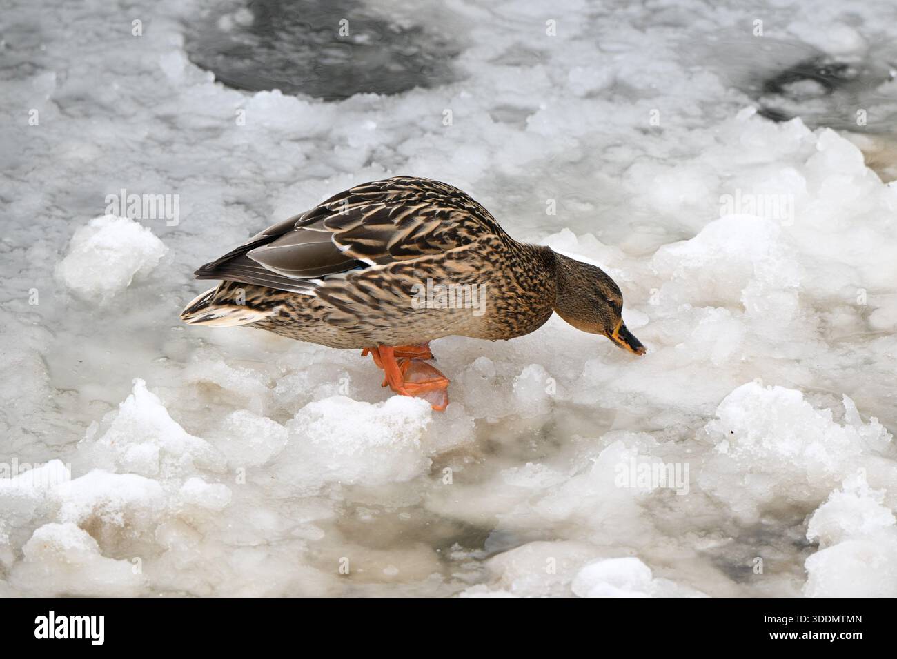 Scenes of the city covered in snow are seen in this file photo taken in ...