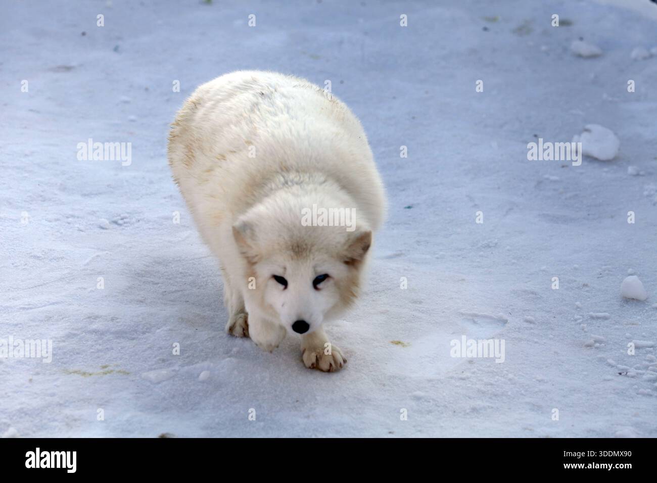 HAMI, CHINA - JANUARY 2, 2026 - A snow fox in the snowfield in Hami ...