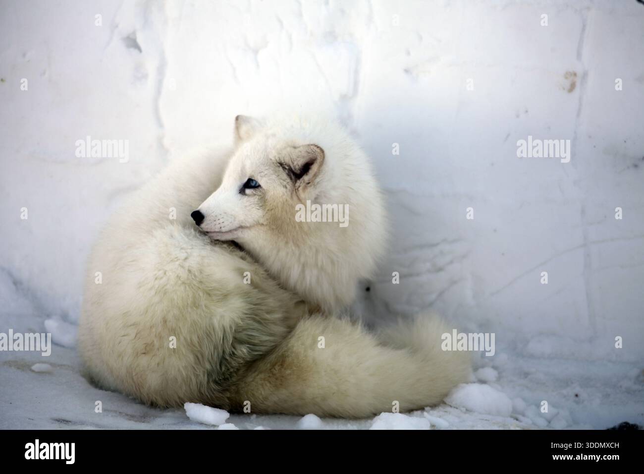 HAMI, CHINA - JANUARY 2, 2026 - A snow fox in the snowfield in Hami ...