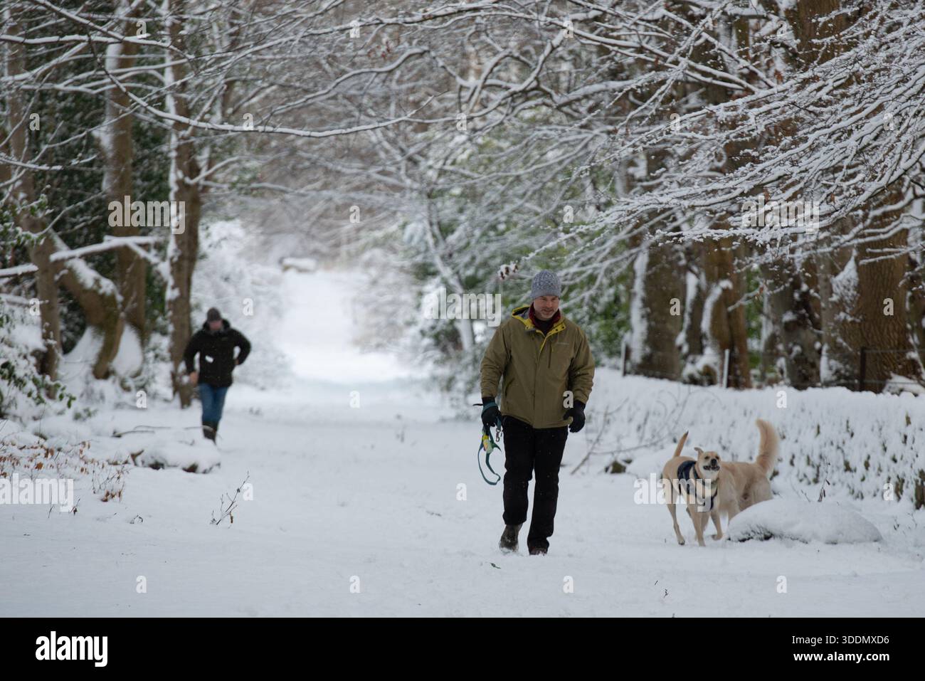 Dog Walker in the Snow in Cults Woods Aberdeen Scotland Jan 2 2026 ...